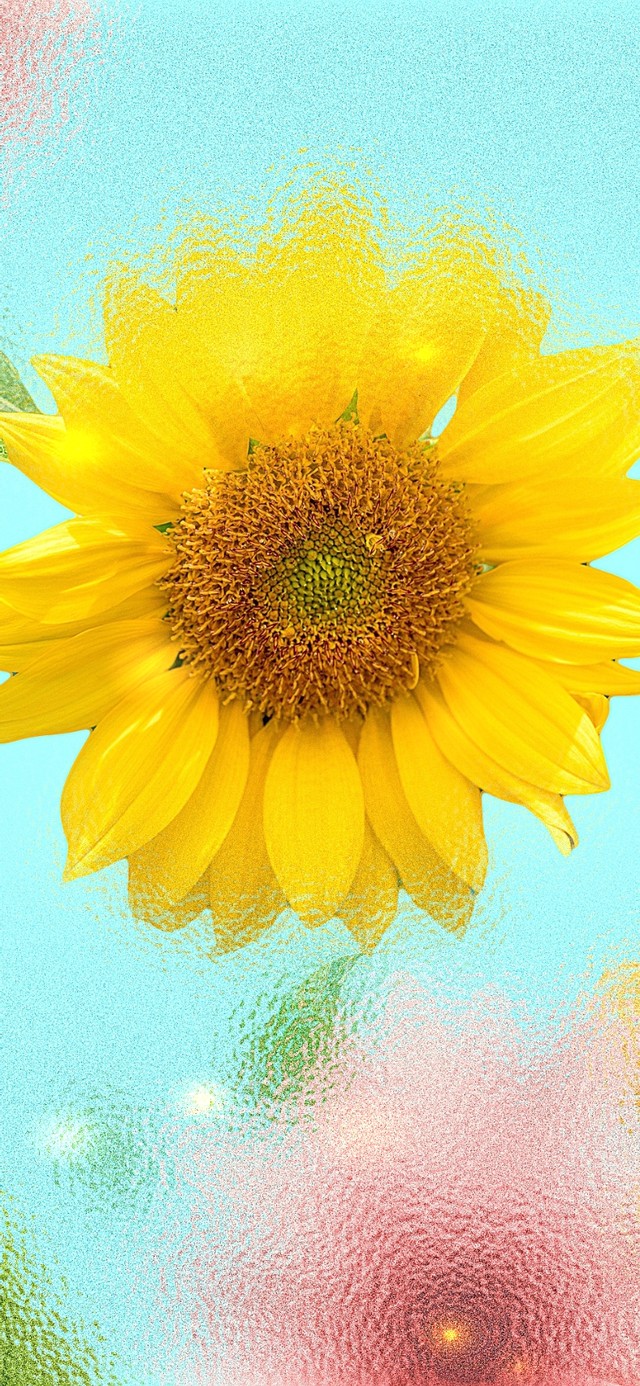 小清新花儿(小清新手机动态壁纸) - 小清新手机壁纸下载 - 元气壁纸