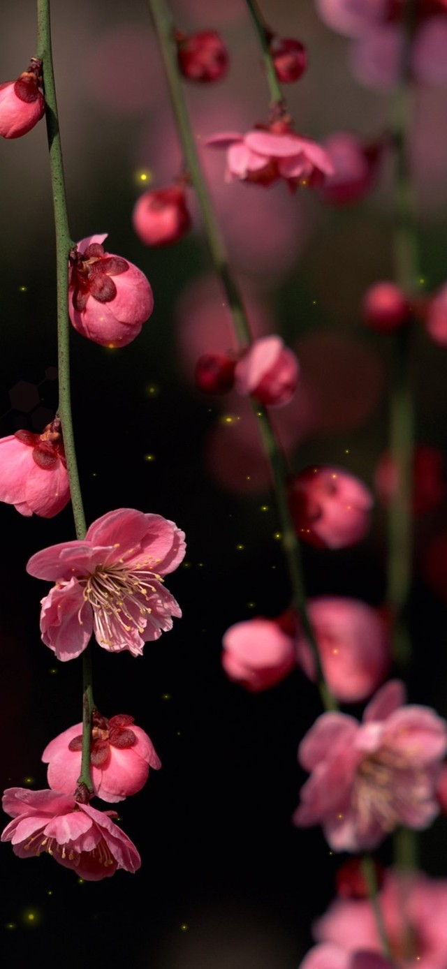 美丽小花儿盛开(风景手机动态壁纸) - 风景手机壁纸下载 - 元气壁纸