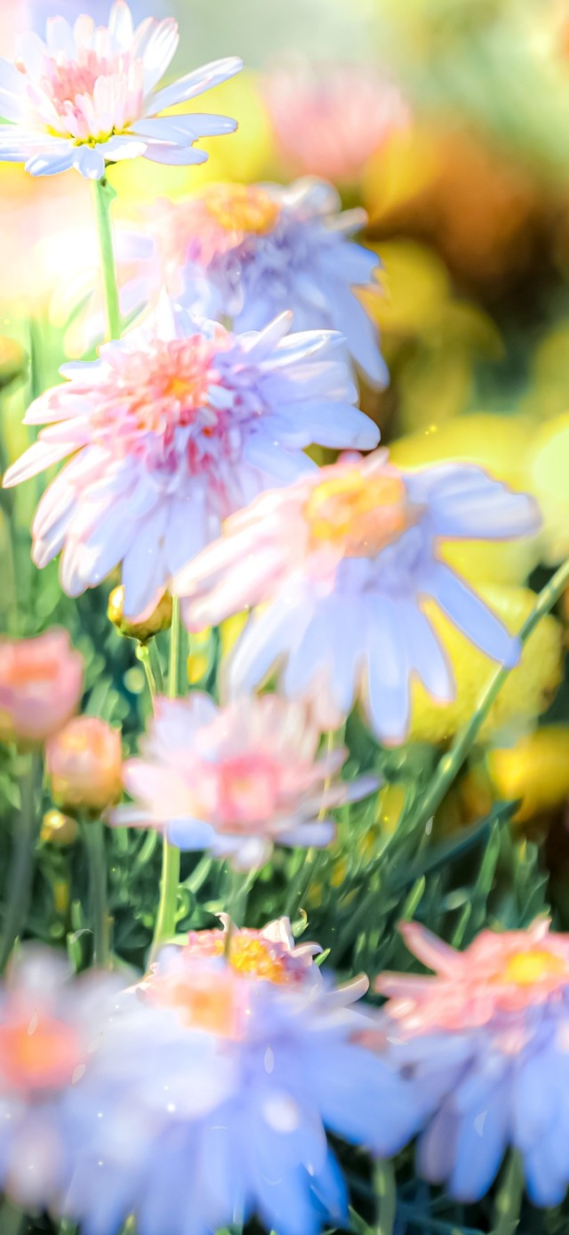 治愈春天美丽的花儿(风景手机动态壁纸) - 风景手机壁纸下载 - 元气壁纸