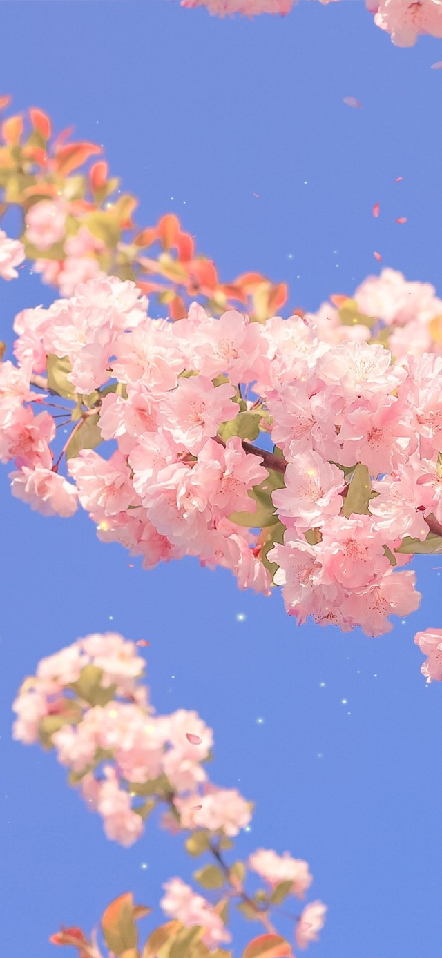 4K 绝美樱花盛开(风景手机动态壁纸) - 风景手机壁纸下载 - 元气壁纸