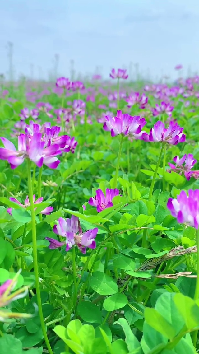 美丽的花儿(风景手机动态壁纸) - 风景手机壁纸下载 - 元气壁纸