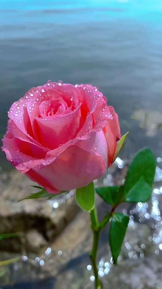 幸福像花儿一样(风景手机动态壁纸) - 风景手机壁纸下载 - 元气壁纸