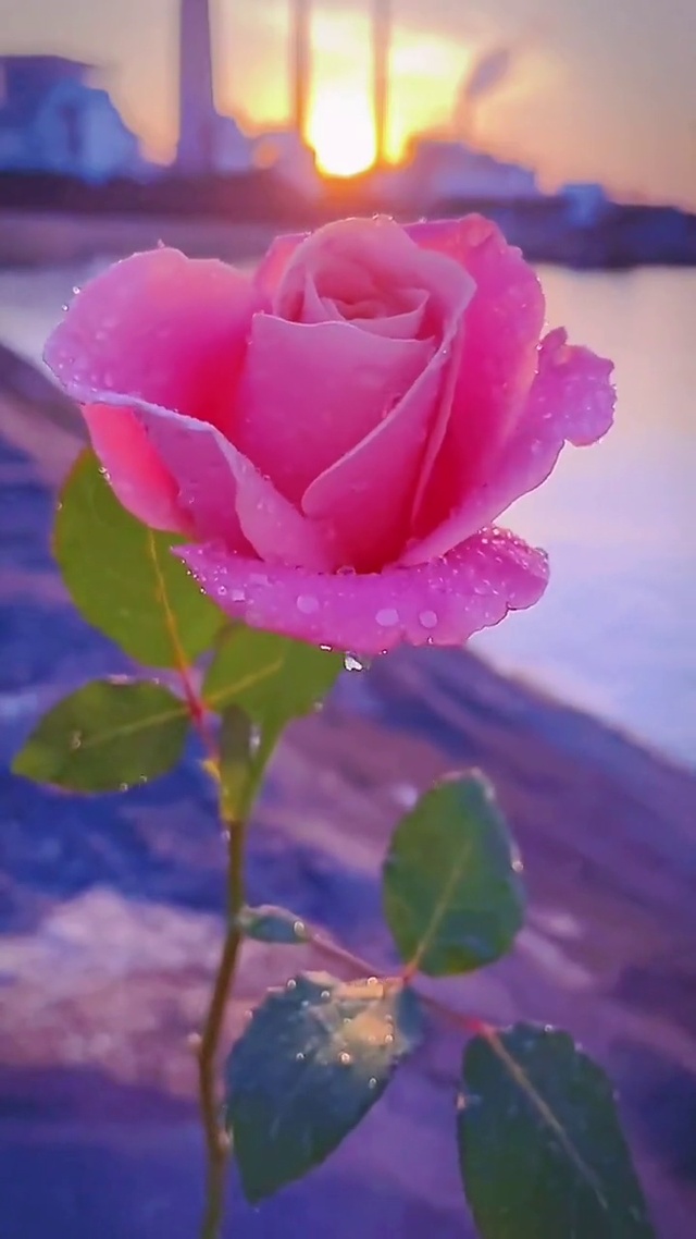 玫瑰花(风景手机动态壁纸) - 风景手机壁纸下载 - 元气壁纸