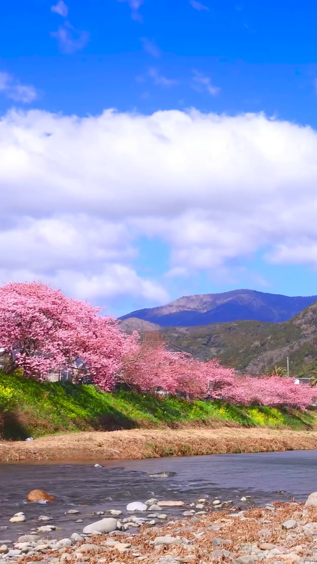 4K河岸樱花(风景手机动态壁纸) - 风景手机壁纸下载 - 元气壁纸