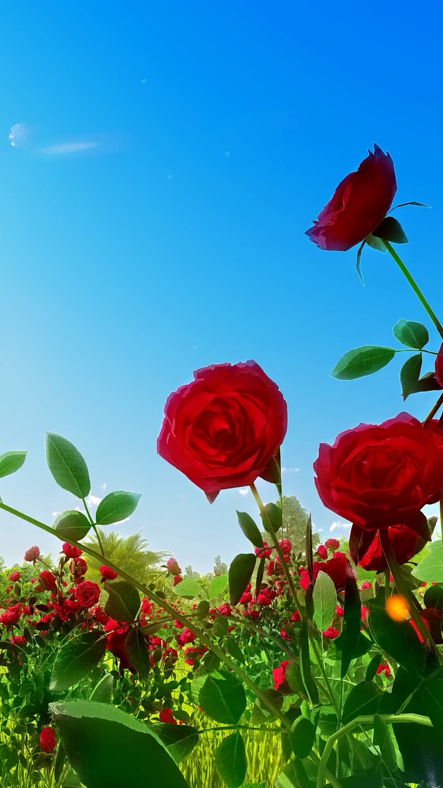 玫瑰4K60帧(风景手机动态壁纸) - 风景手机壁纸下载 - 元气壁纸