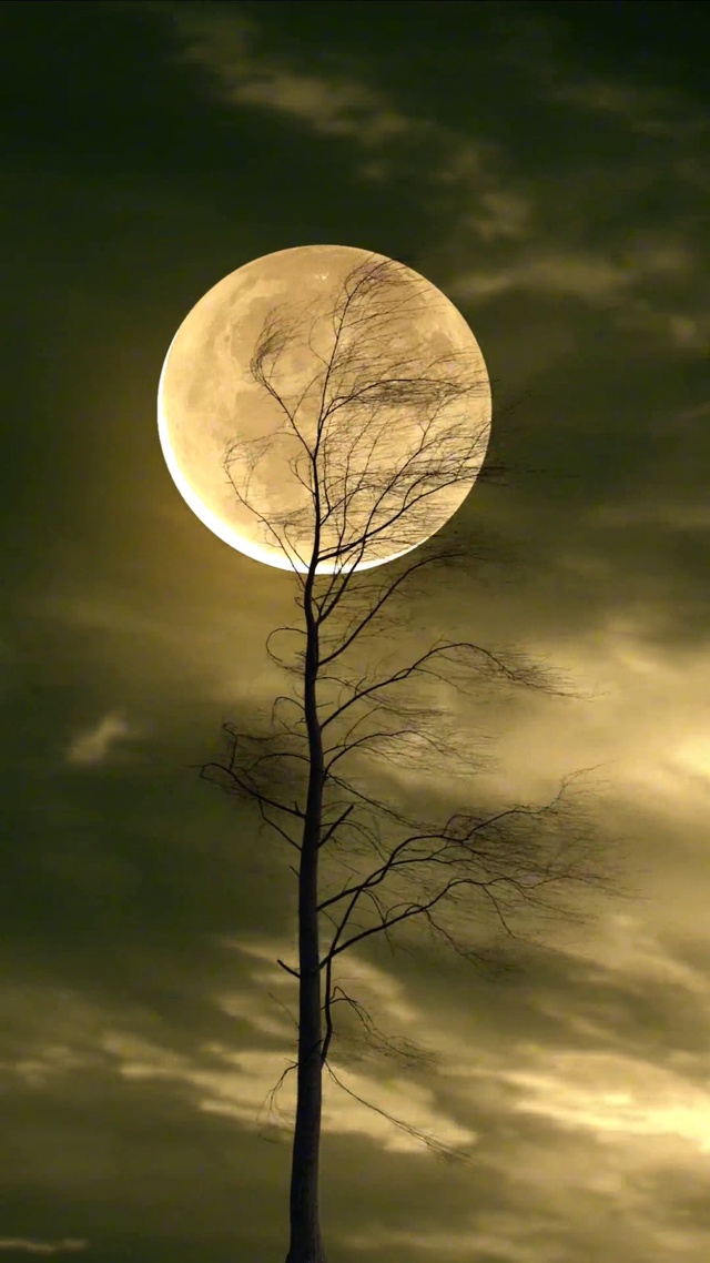 月夜风景手机动态壁纸 风景手机壁纸下载 元气壁纸