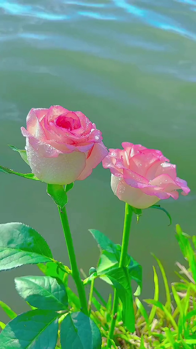 玫瑰(风景手机动态壁纸) - 风景手机壁纸下载 - 元气壁纸