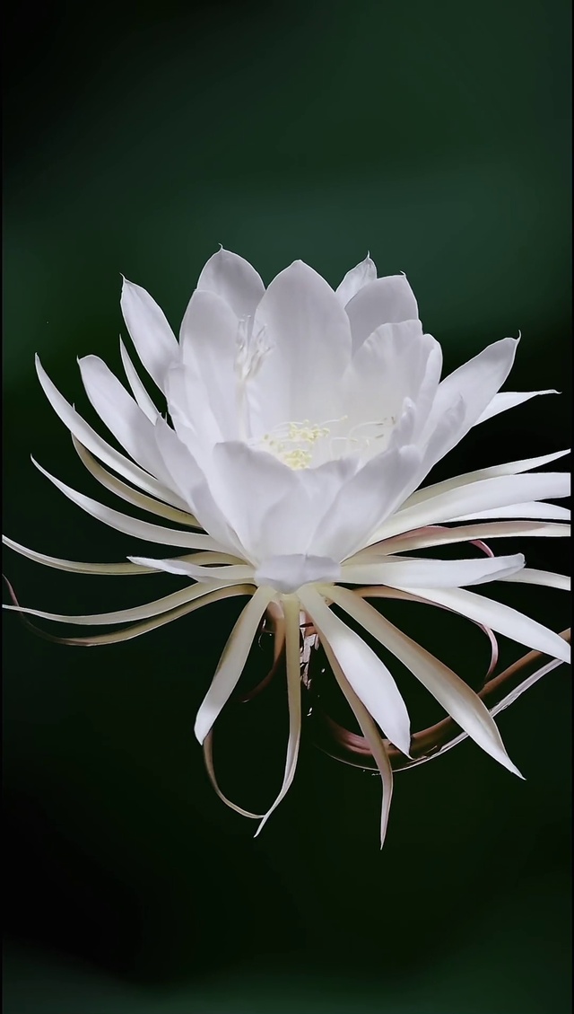 昙花一现(风景手机动态壁纸) - 风景手机壁纸下载 - 元气壁纸