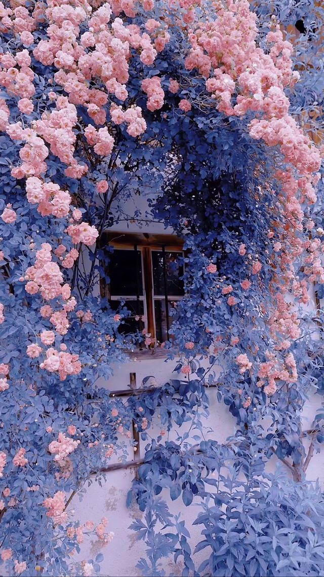 对着花儿许愿(风景手机动态壁纸) - 风景手机壁纸下载 - 元气壁纸