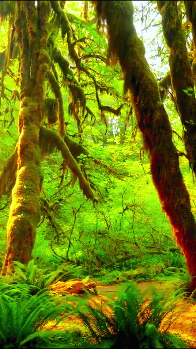 唯美原始森林4K(风景手机动态壁纸) - 风景手机壁纸下载 - 元气壁纸
