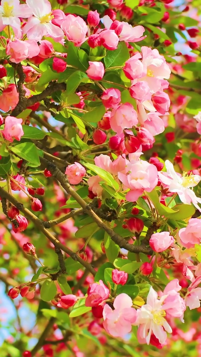 山花烂漫(风景手机动态壁纸) - 风景手机壁纸下载 - 元气壁纸