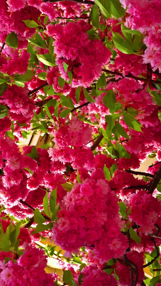 4K樱花~(风景手机动态壁纸) - 风景手机壁纸下载 - 元气壁纸