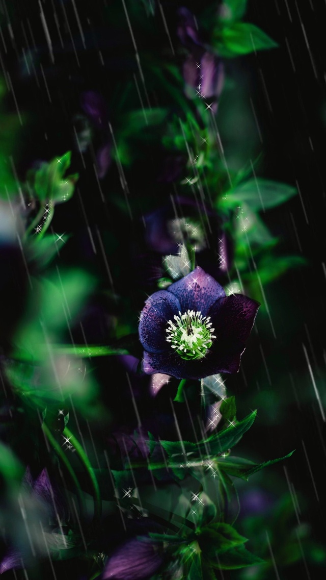 花儿(风景手机动态壁纸) - 风景手机壁纸下载 - 元气壁纸