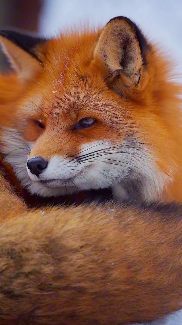 火狐(动物手机动态壁纸) - 动物手机壁纸下载 - 元气壁纸