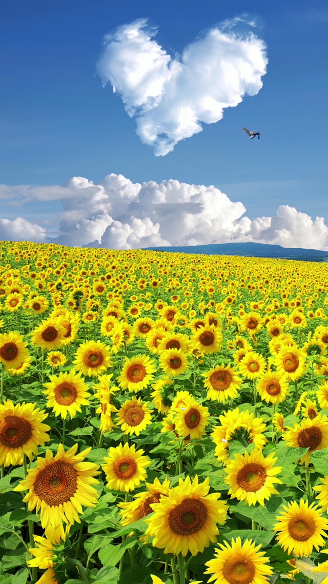 满地向日葵🌻(风景手机动态壁纸) - 风景手机壁纸下载 - 元气壁纸
