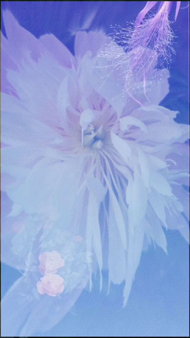 花儿开了(小清新手机动态壁纸) - 小清新手机壁纸下载 - 元气壁纸