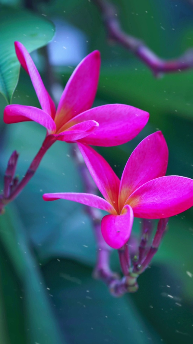 红红火火的花儿 (风景手机动态壁纸) - 风景手机壁纸下载 - 元气壁纸