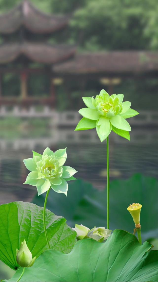 菡萏（三十）小清新手机静态壁纸 小清新手机壁纸下载 元气壁纸