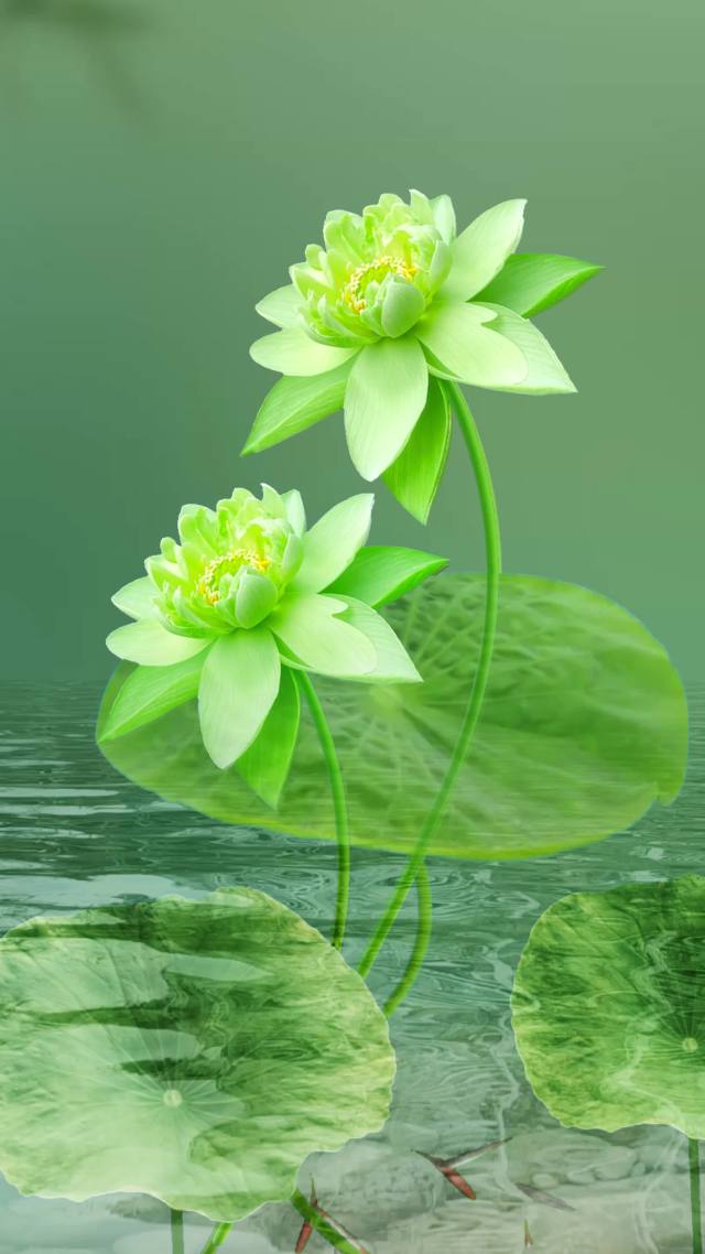 菡萏（十九）小清新手机静态壁纸 小清新手机壁纸下载 元气壁纸