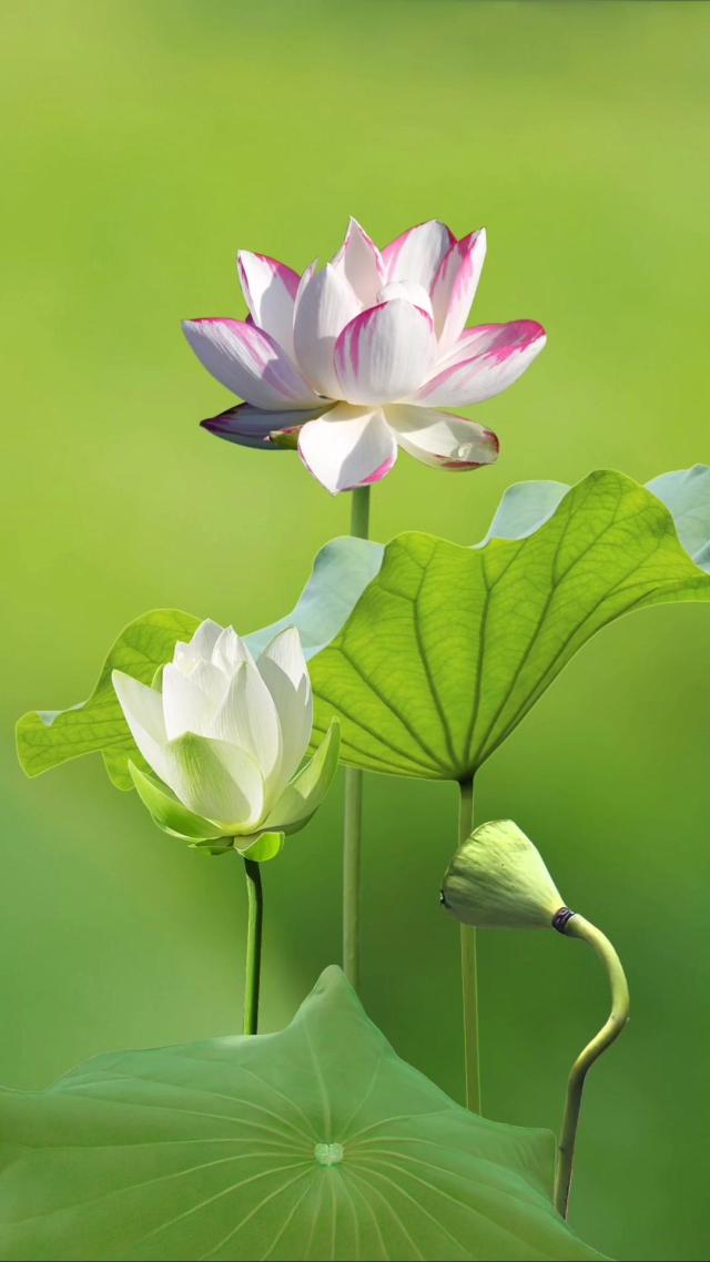 四叶菡萏风景手机静态壁纸 风景手机壁纸下载 元气壁纸