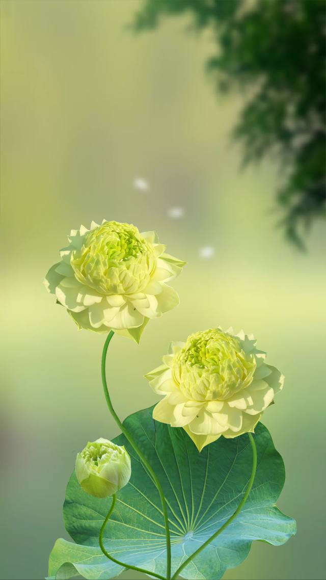 菡萏(六)风景手机静态壁纸 风景手机壁纸下载 元气壁纸