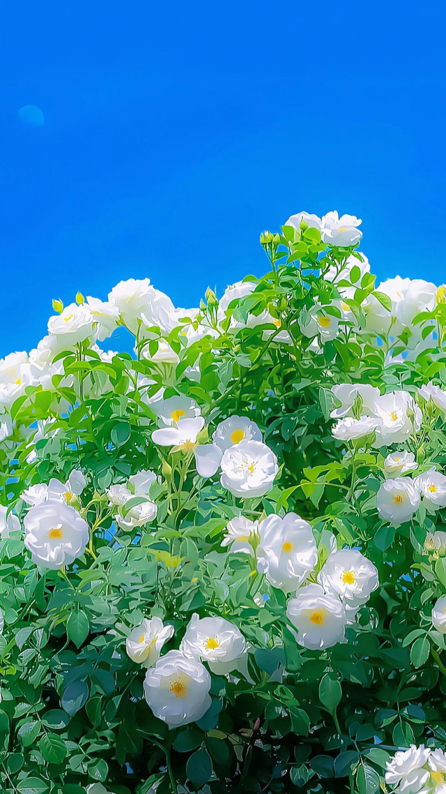 花儿朵朵(小清新手机静态壁纸) - 小清新手机壁纸下载 - 元气壁纸