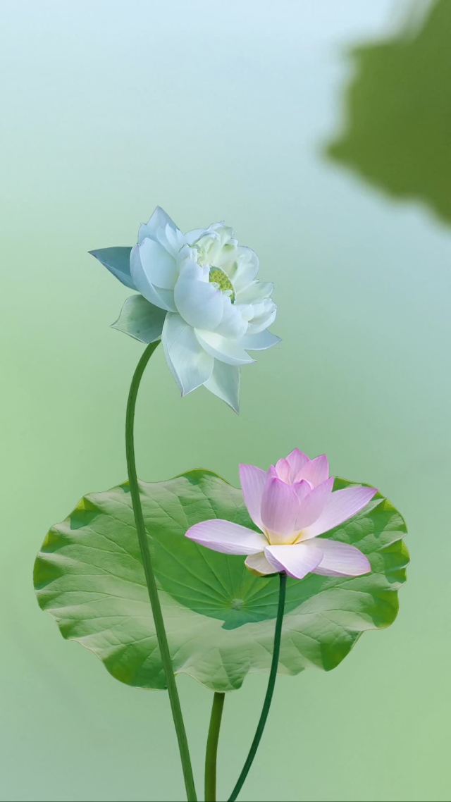 菡萏（二六）小清新手机静态壁纸 小清新手机壁纸下载 元气壁纸
