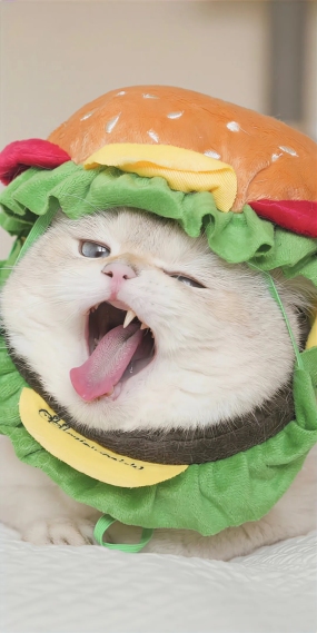 猫猫壁纸 猫猫手机壁纸 猫猫手机静态壁纸 元气壁纸