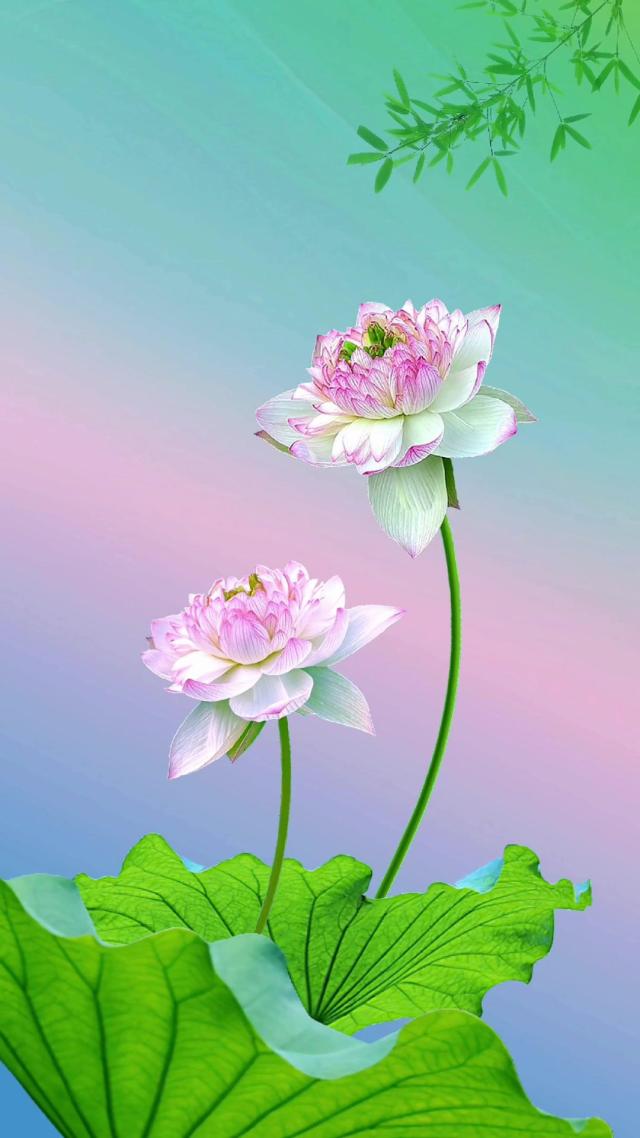 菡萏（二八）小清新手机静态壁纸 小清新手机壁纸下载 元气壁纸