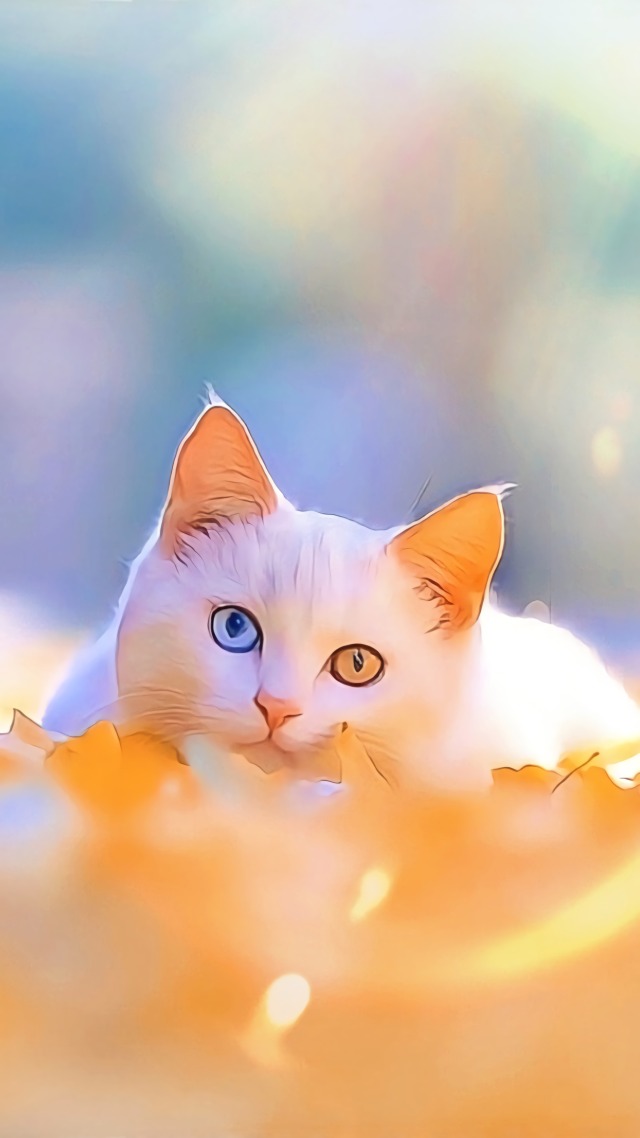 可爱猫咪动漫手机静态壁纸 动漫手机壁纸下载 元气壁纸