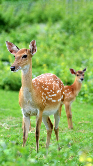 鹿壁纸 - 鹿手机壁纸 - 鹿手机静态壁纸 - 元气壁纸