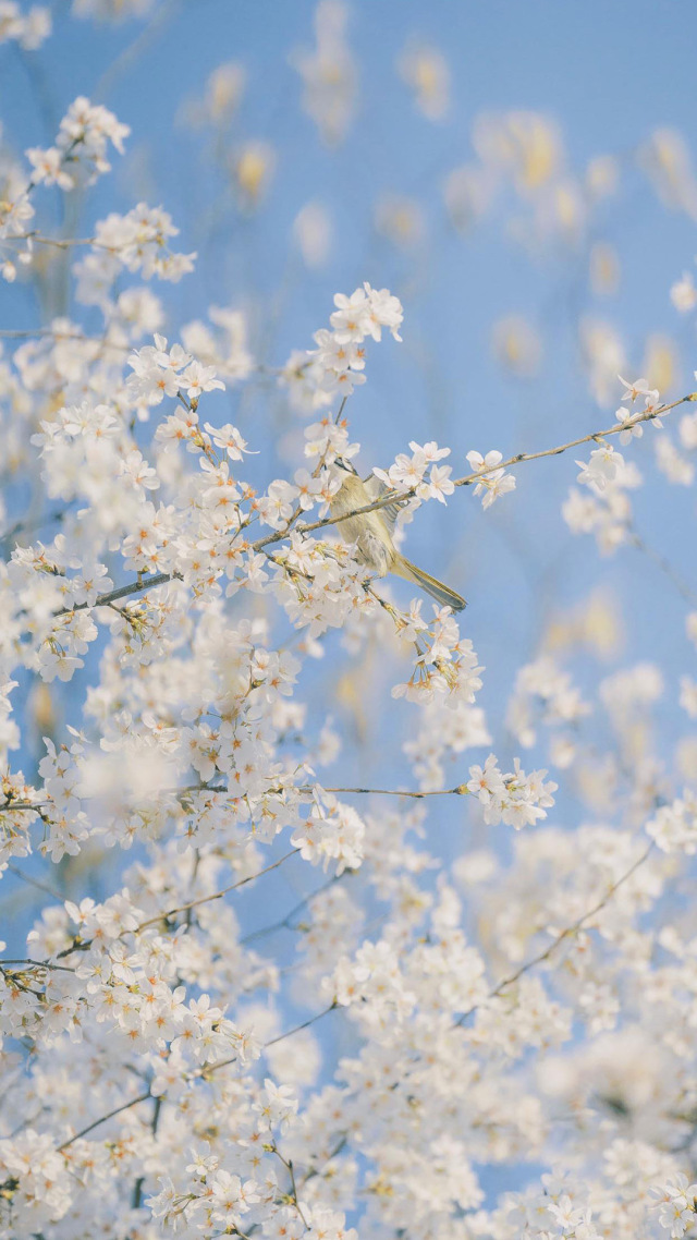 花儿(小清新手机静态壁纸) - 小清新手机壁纸下载 - 元气壁纸