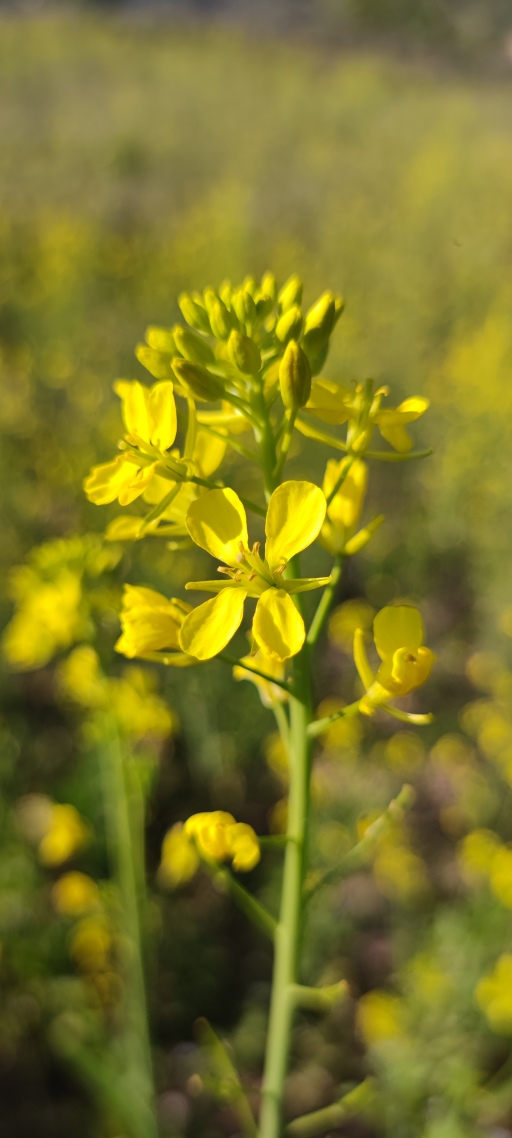 黄花儿(小清新手机静态壁纸) - 小清新手机壁纸下载 - 元气壁纸